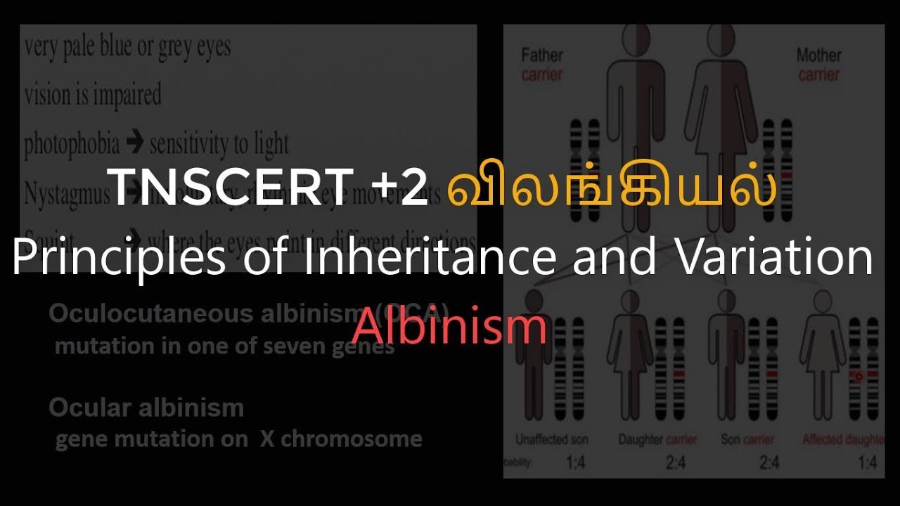 23.Zoology | Principles of Inheritance and Variation | Albinism - YouTube