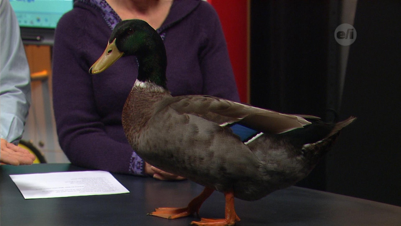 Homework Hotline: Mallard Duck - YouTube
