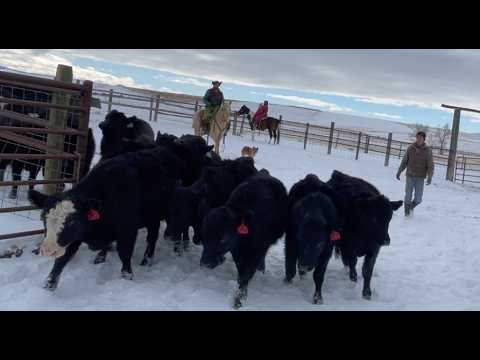 Feeding the herd and Sorting sale heifers - YouTube