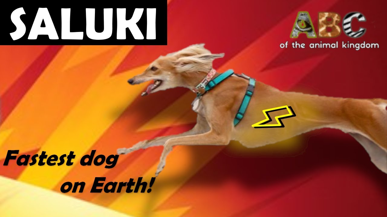 Saluki - Fastest dog on Earth - YouTube