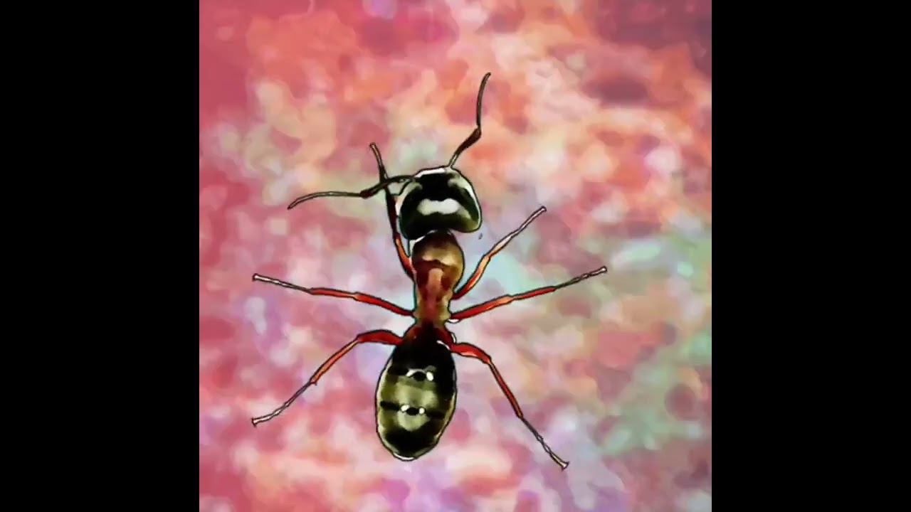 Ant! - YouTube
