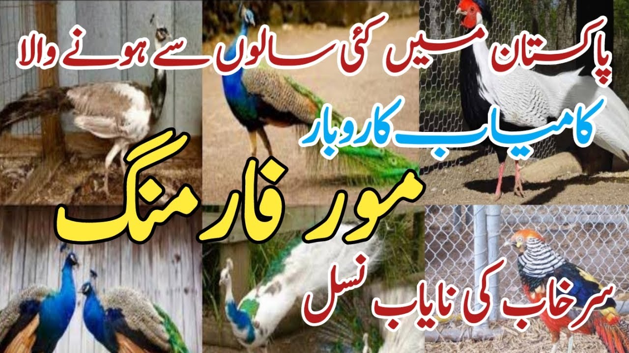 More Farming in Pakistan|Peacock Farming Business idea - YouTube
