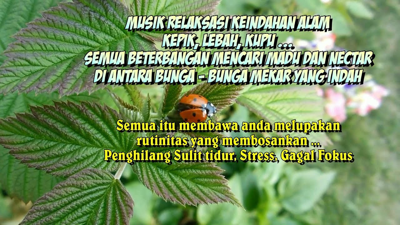 14 Bunga Mekar, Kupu, Kepik, Lebah, Musik Rileks Penghilang: Stress ...