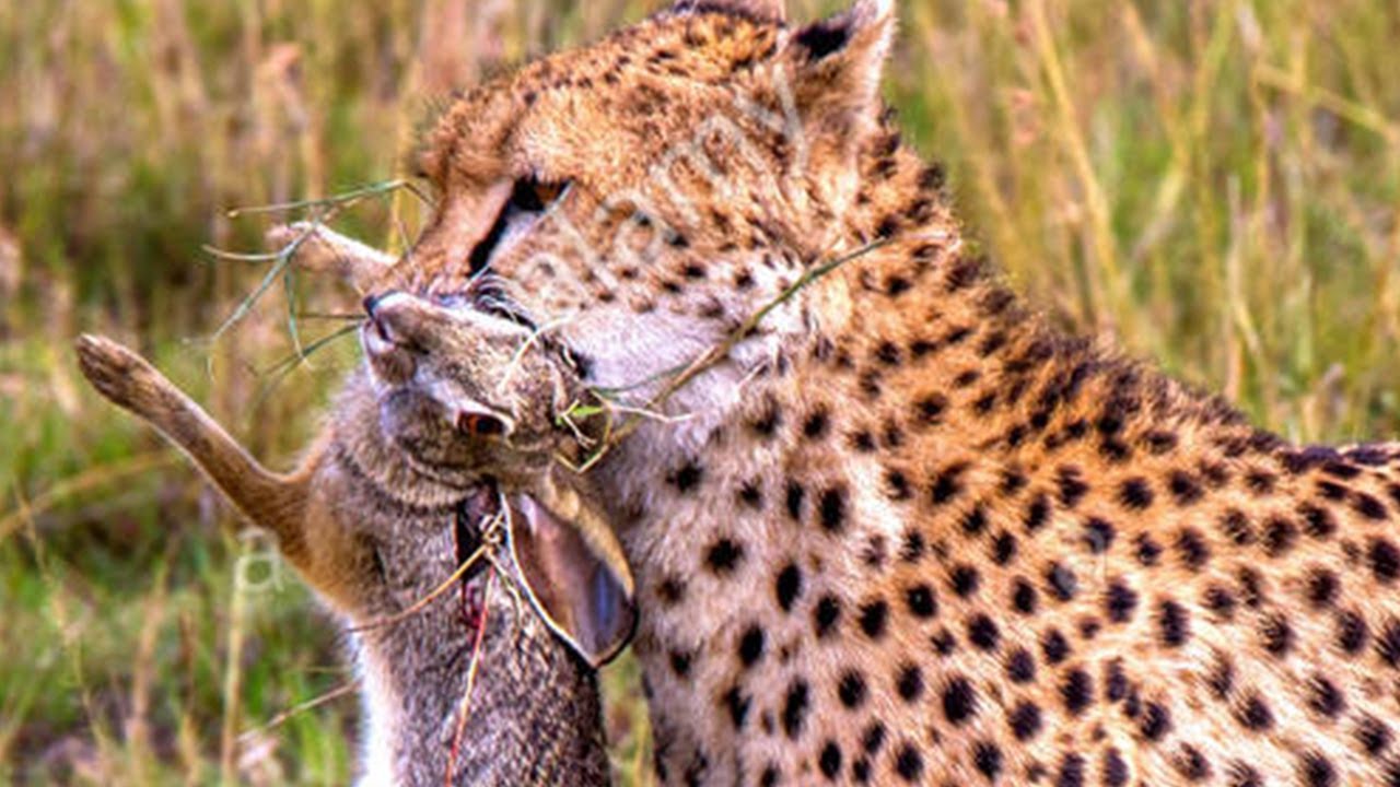 Leopard and Cheetah go hunt Rabbit together - YouTube