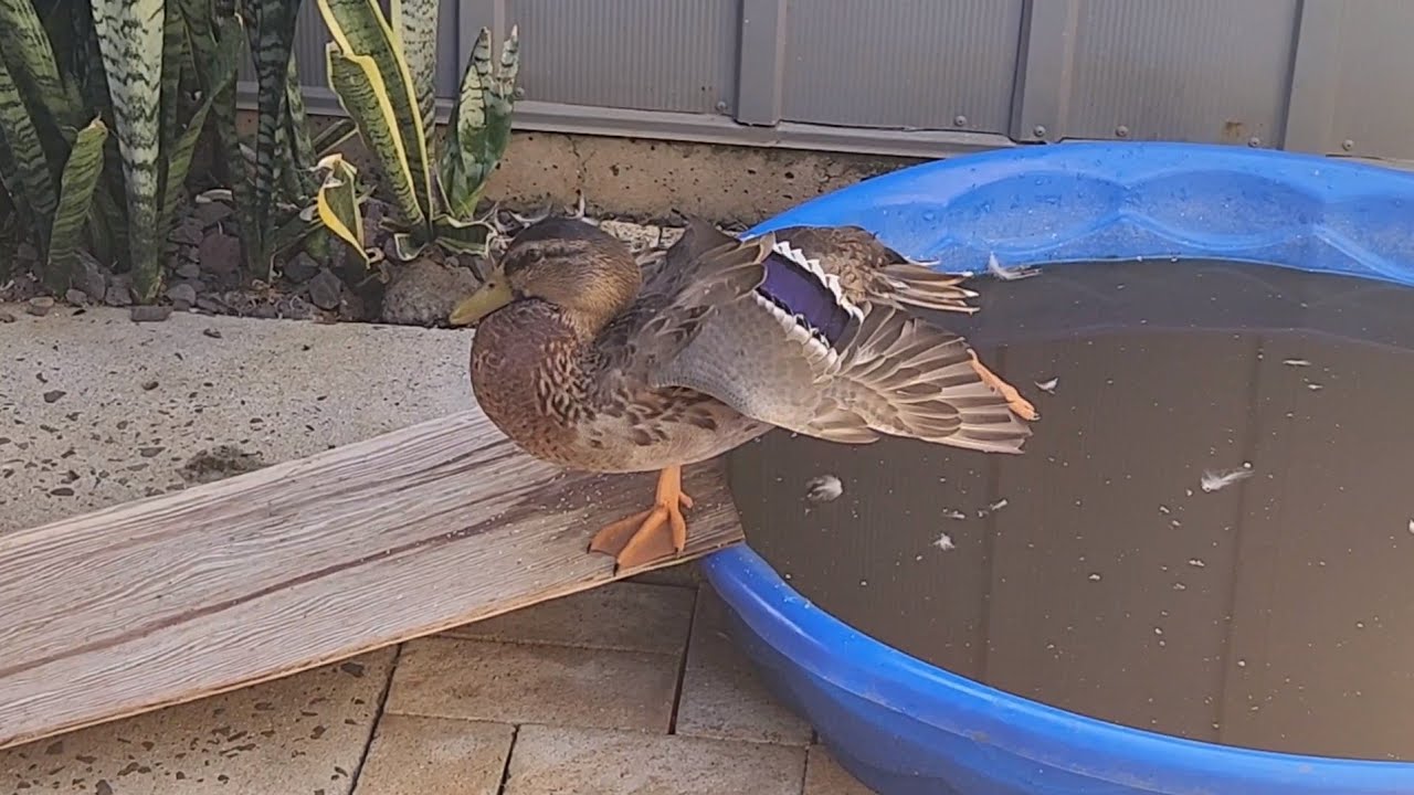 Duck Edition: Ep10 My duck does yoga! #duck #ducks #yoga #pets #petlovers #animals #cute #foryou ...