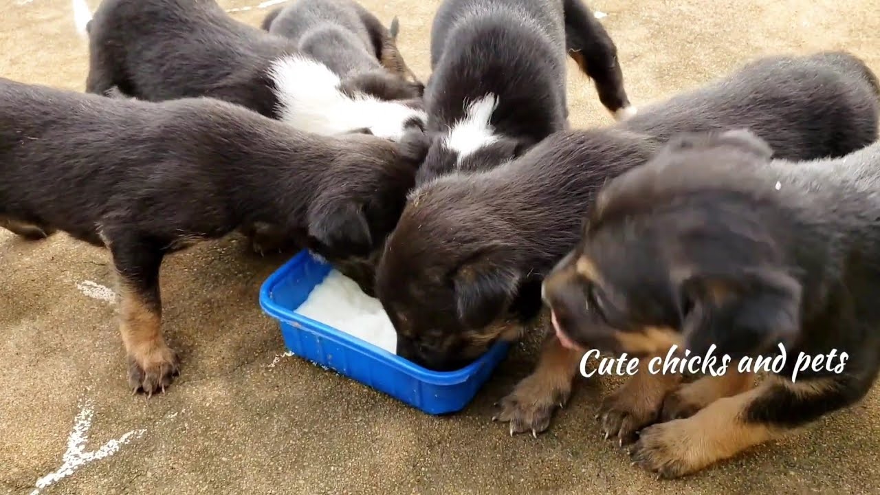 Hungry puppies food time/dogs food/feeding food for puppies/petcare ...