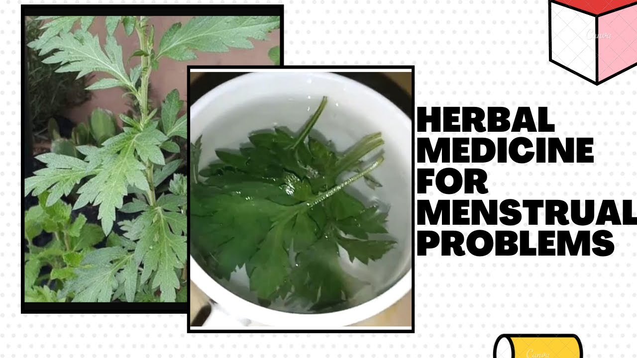 Damong Maria (mugwort) healthbenefits/ how to solve menstrual problems ...