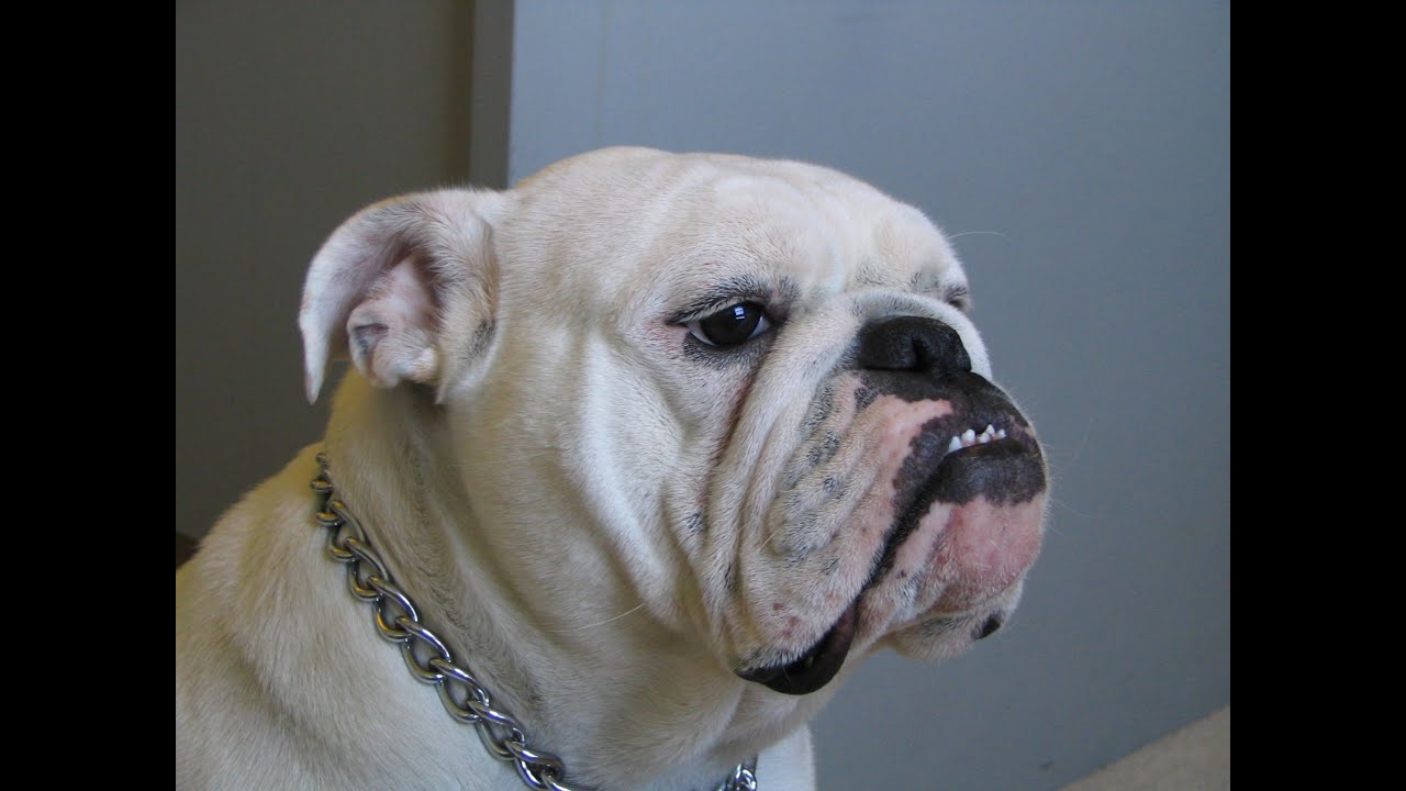 Rudy the bulldog put on an incredible performance in the agility ...