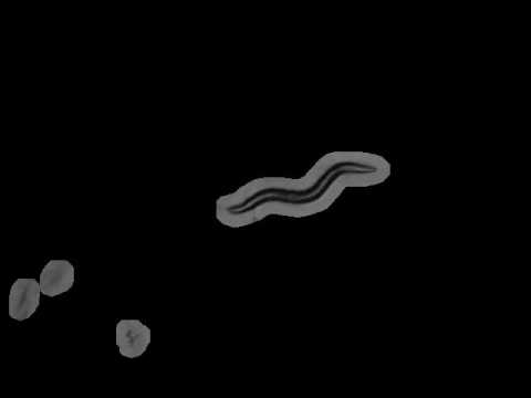 LSJ1 CGC N2, Axenic Liquid Culture (Bristol, UK) | 2010-11-26T11:18:21 ...