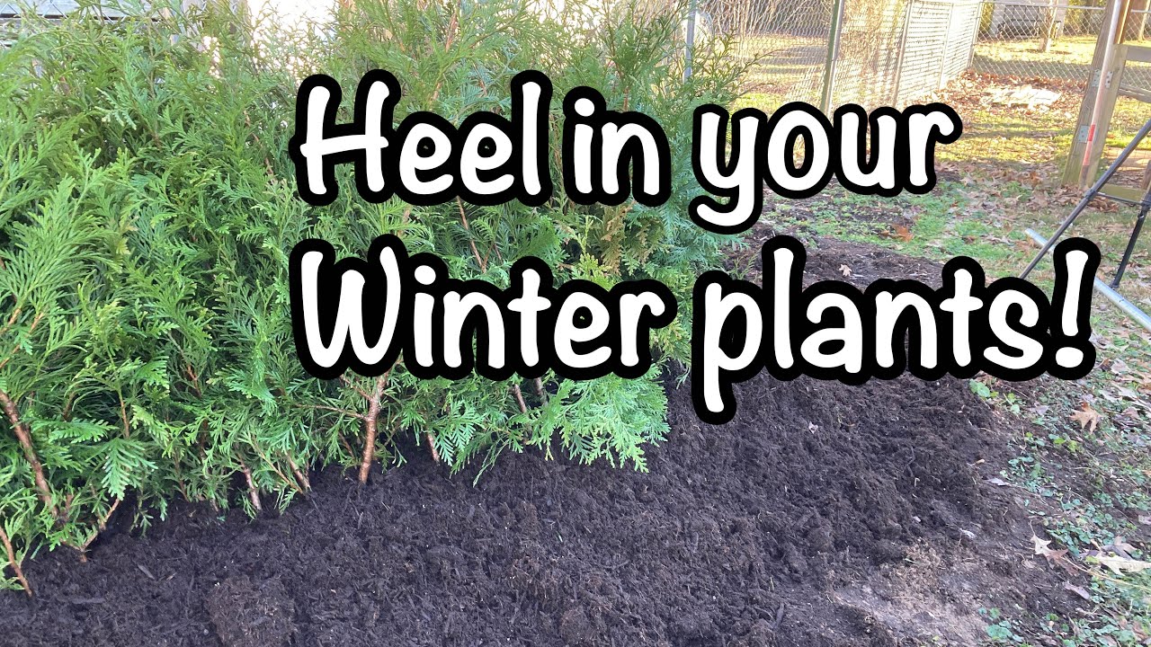Dig 'em up; Heel 'em in! Heeling in plants and storing plants until you ...