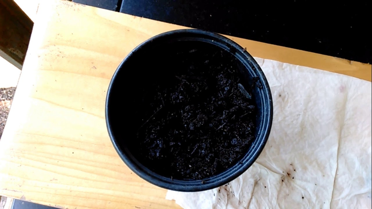 July 2020 Vlog |The Lemon Project Saga Continues! - YouTube