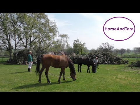 How to turn a lawn into a turn out paddock for a Friesian horse ...