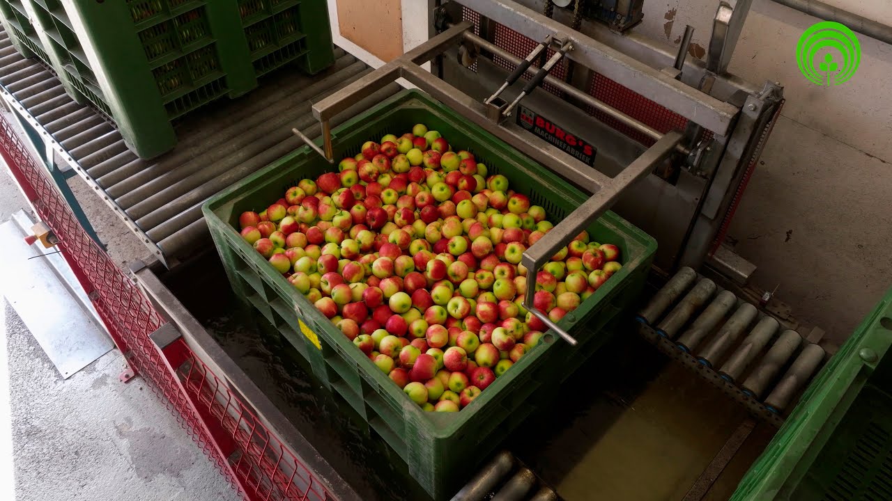 Äpfel sicher sortieren und verpacken - Bezpieczne sortowanie i ...