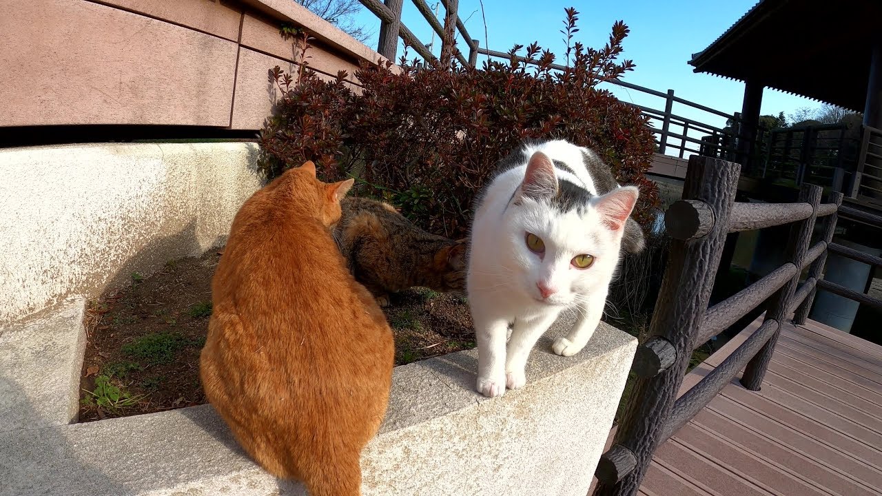 【Japanese cat】Three cats play on the stage - YouTube