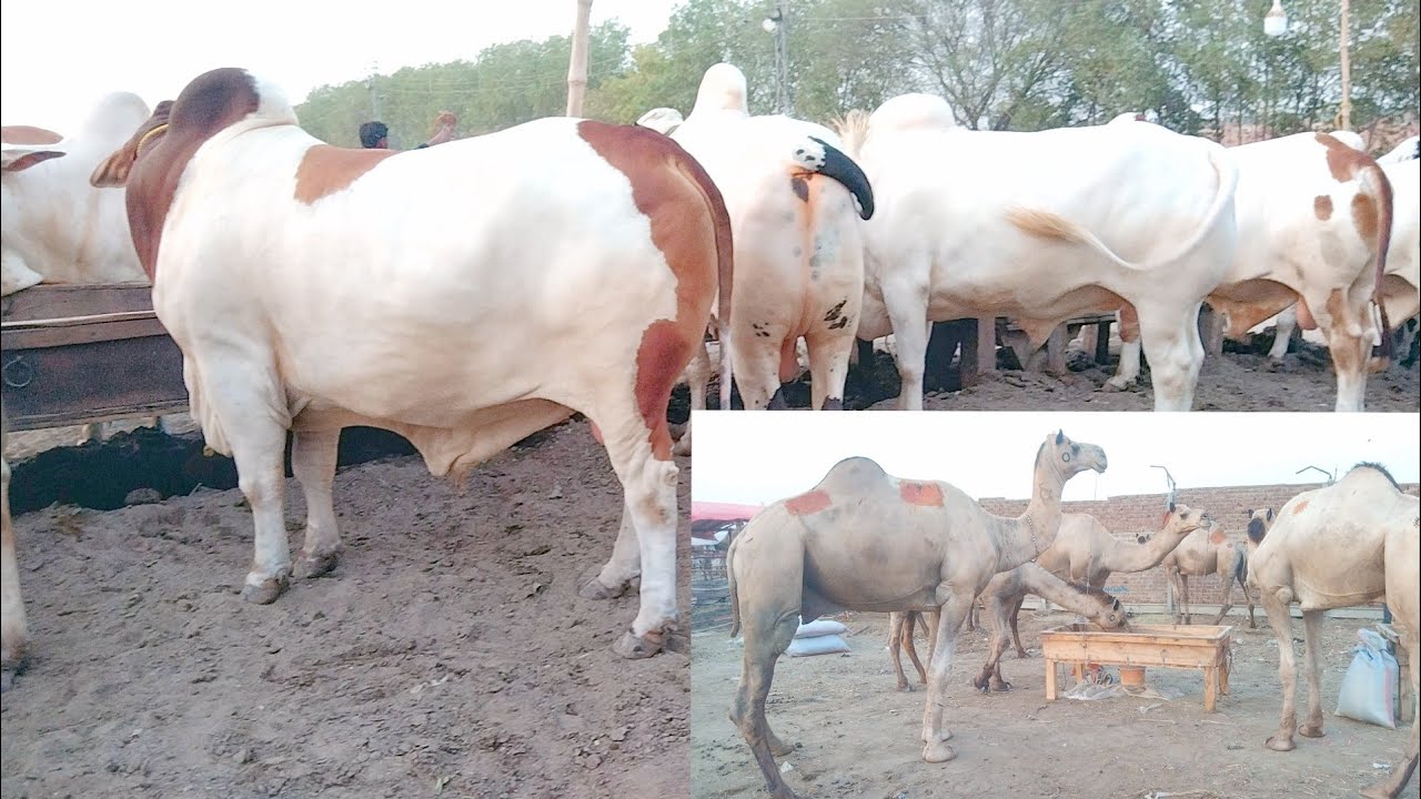 Caw Bachre Ablak Bachre Qurbani 2022 k liy camel sindhi kkhasi Bakre ...