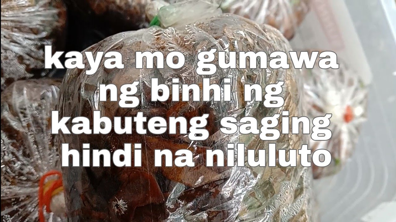 paano gumawa ng binhi ng kabuteng saging/straw mushroom volva mushroom ...
