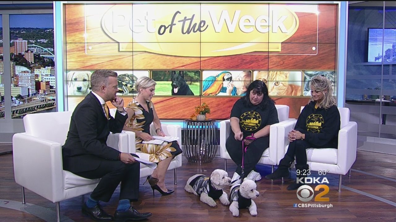 Pet Of The Week: Paws Across Pittsburgh (10/15) - YouTube