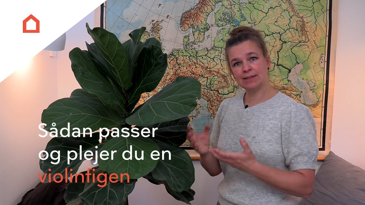 Violinfigen: Guide til pasning og pleje - YouTube