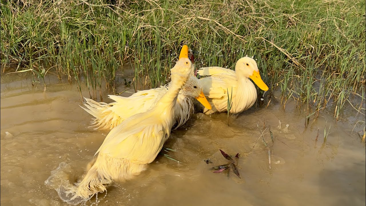 The duck has grown up under the care of the kitten.Ducks are outdoors ...
