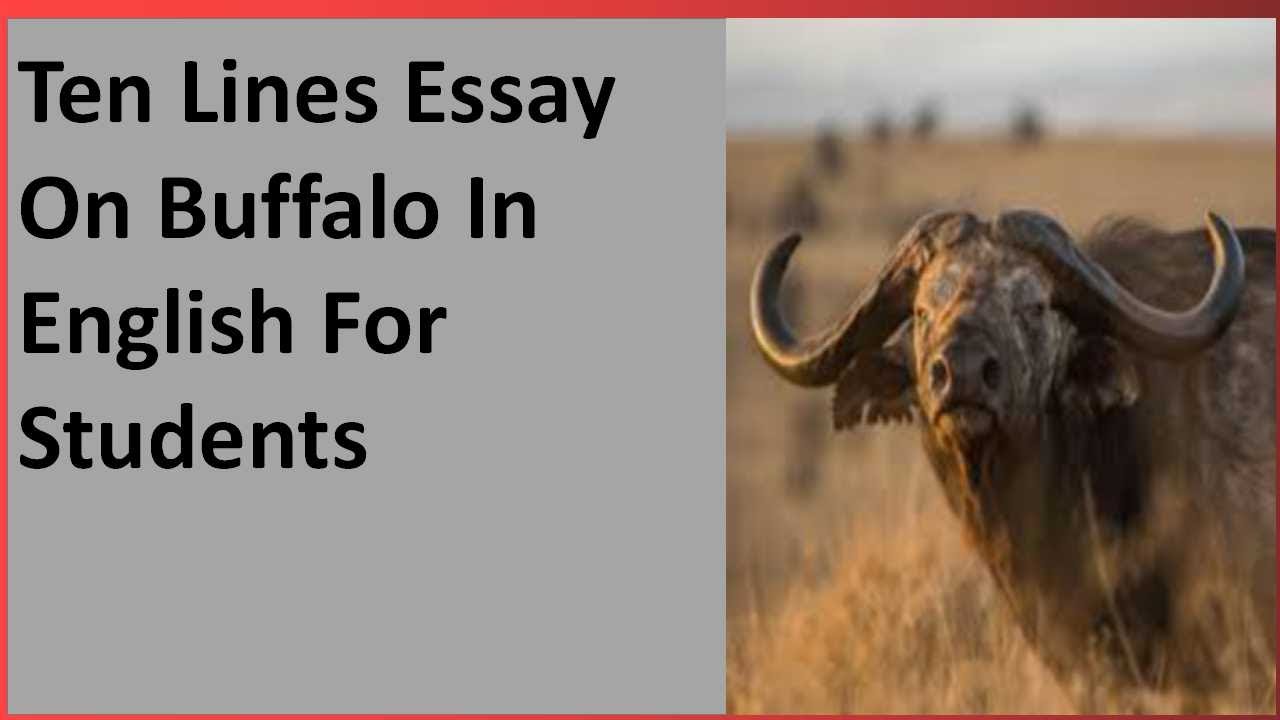 Essay On Buffalo In English For Class 1 to 5 - YouTube
