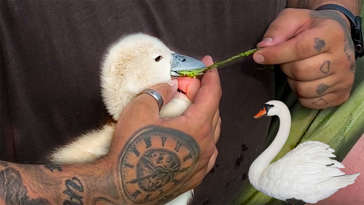 Heartwarming Baby Swan Rescue: A Touching Tale of Compassion and Hope ...