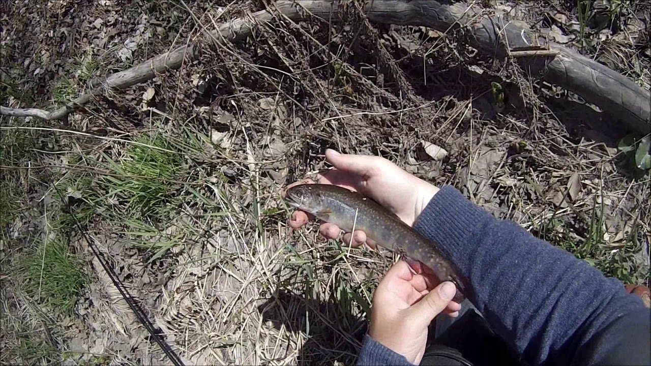 Fishing Michigan Trout Streams!!! Big Trout🎣🎣 - YouTube