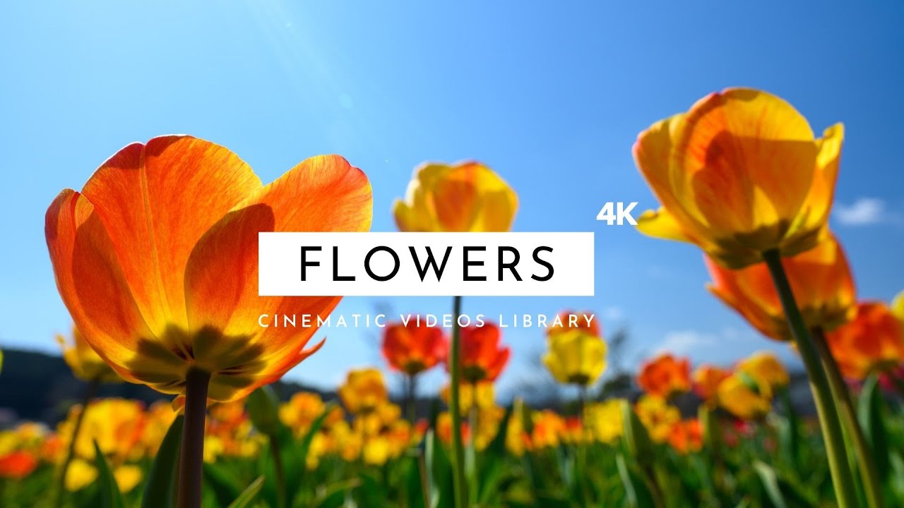 Flowers - 10 Most Cinematic Videos 4K | Free Footage Stock - YouTube