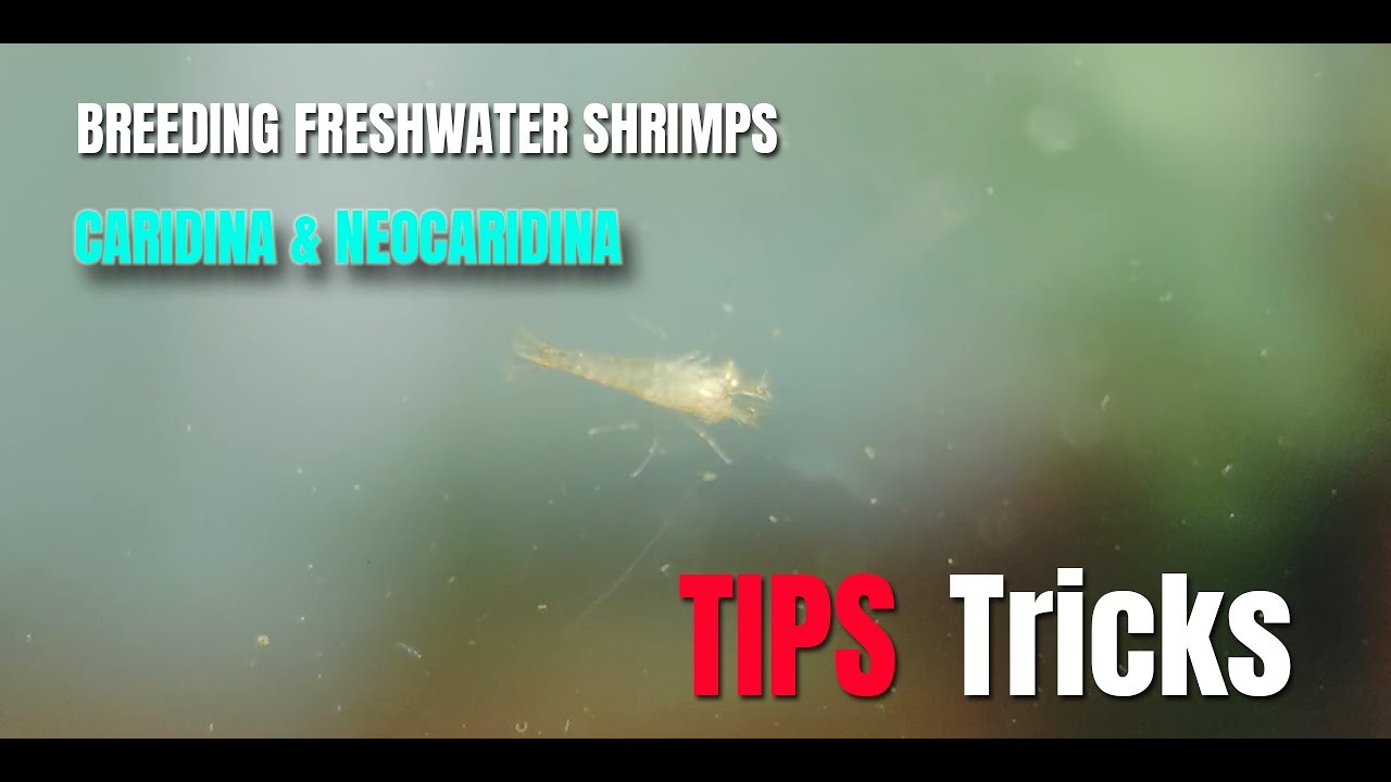 How to breed freshwater shrimp INSIDE tips and tricks - YouTube