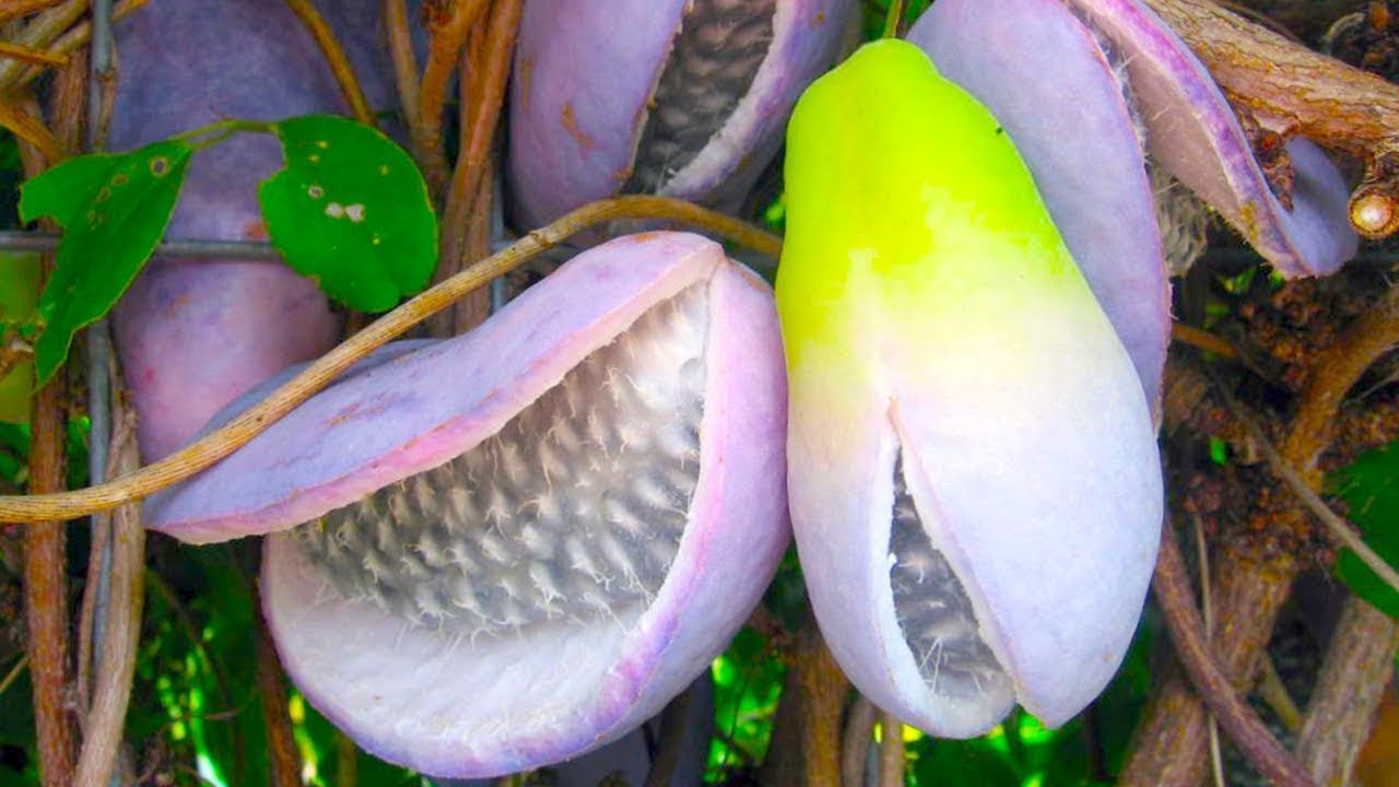 15 Most Unique Fruits You've Never Heard Of - YouTube