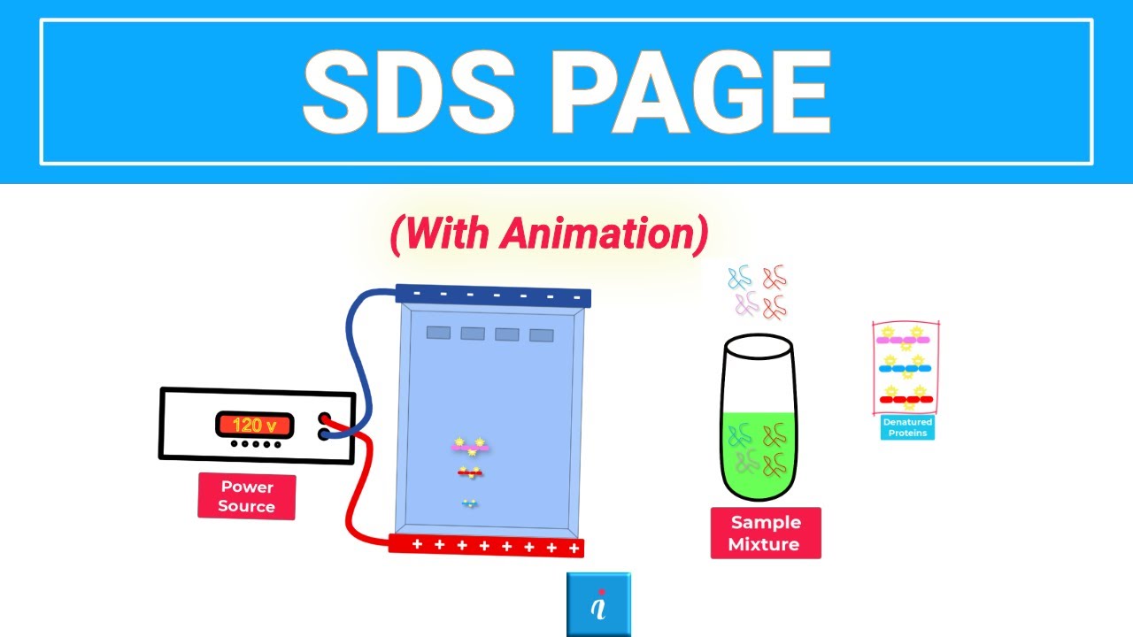 SDS PAGE | Gel Electrophoresis (with animation) - YouTube