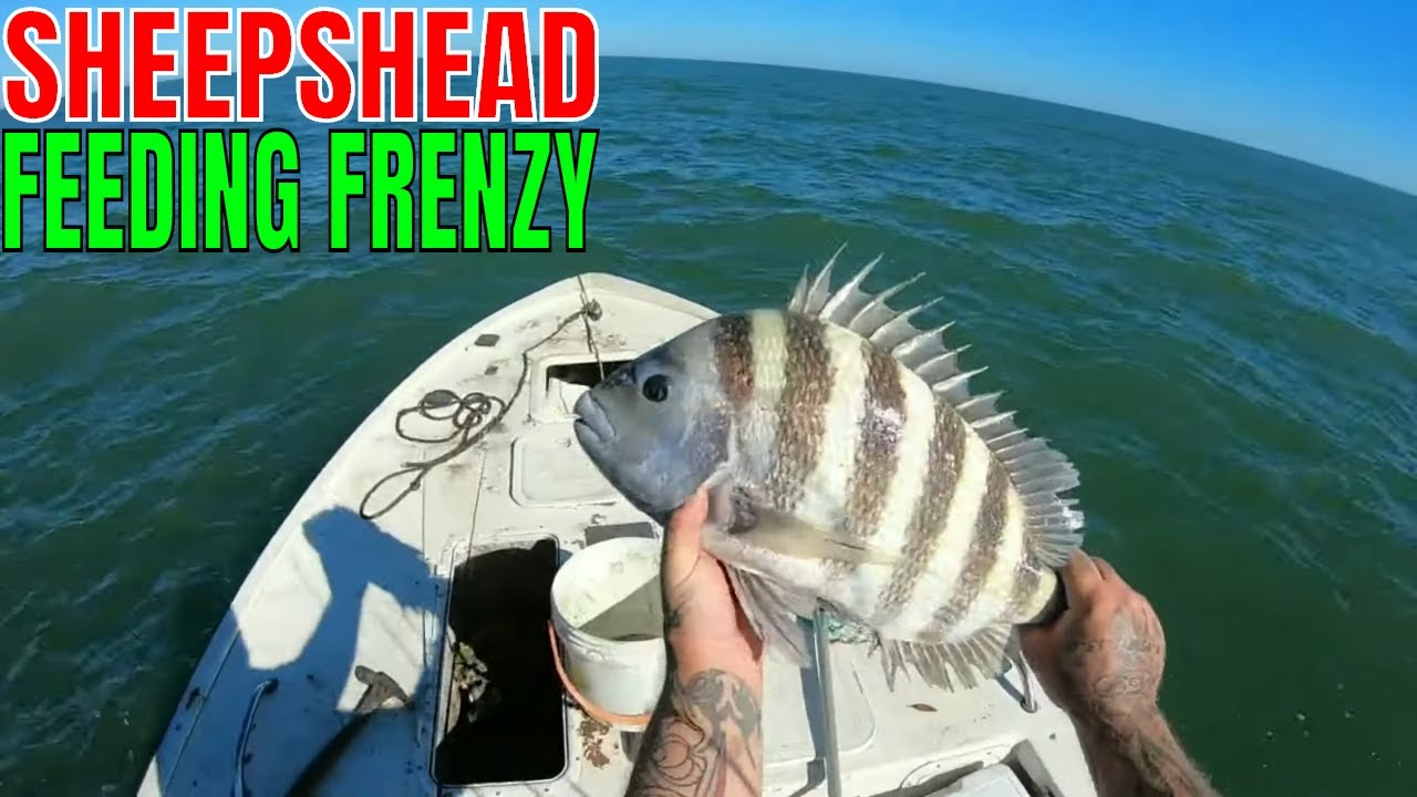 FLORIDA SHEEPSHEAD FISHING AROUND JETTIES... NON STOP ACTION with A FEW ...