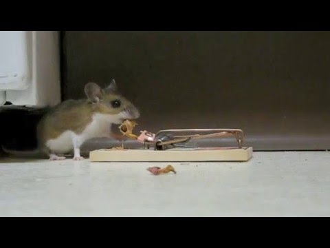 Victory Mouse Trap - YouTube