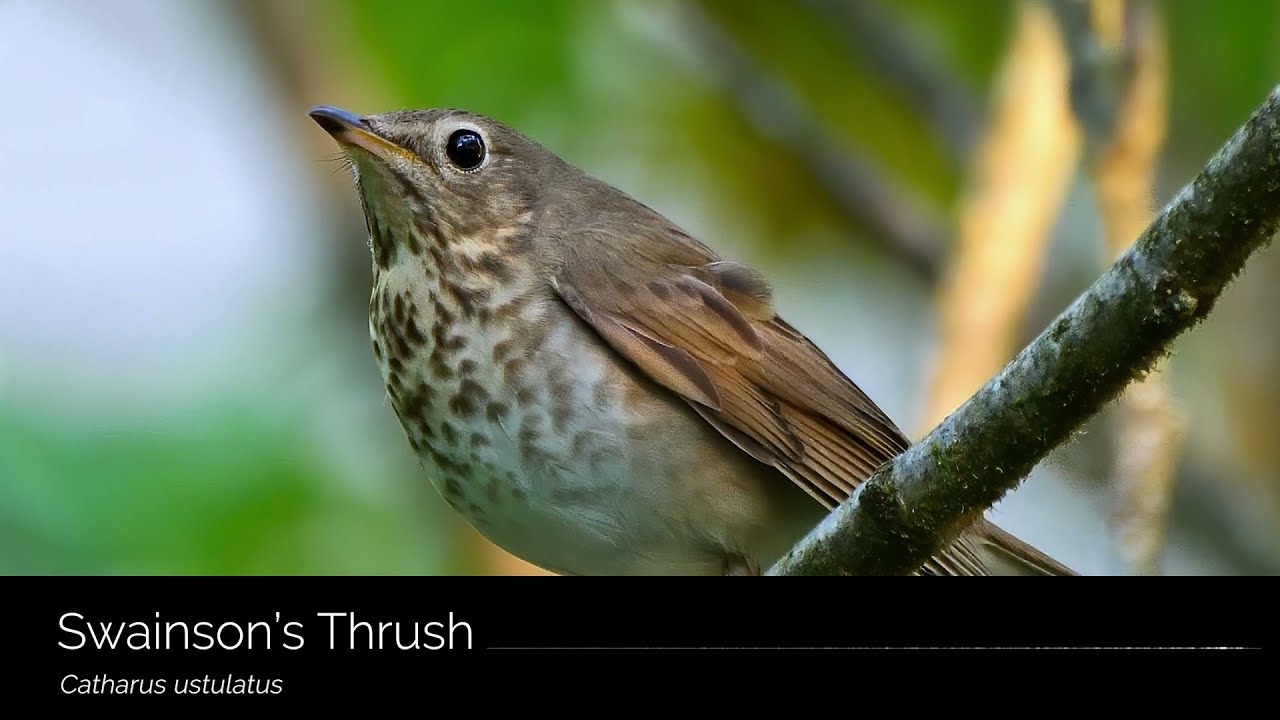 Swainson's Thrush - YouTube