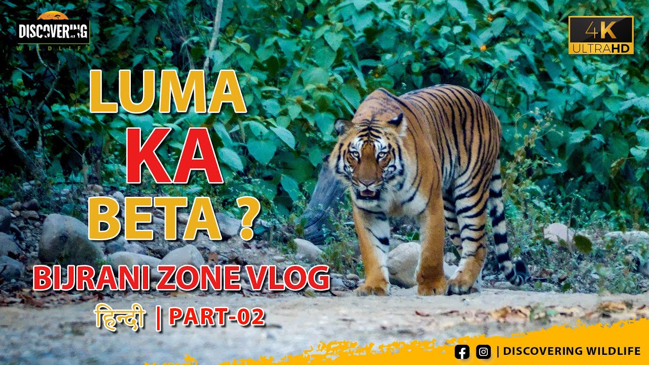 KYA YEH LUMA KA BETA HAI ? ITNA BADA MALE TIGER I BIJRANI & MALANI ZONE ...