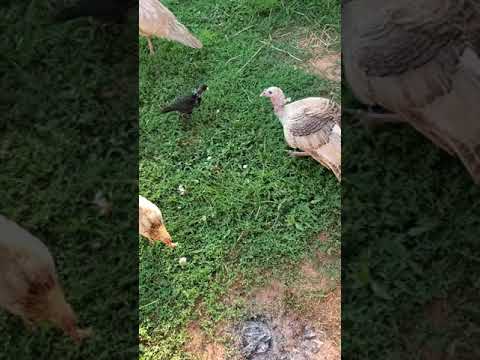 Feeding Time Round 2: Our turkeys and chickens love a bread snack