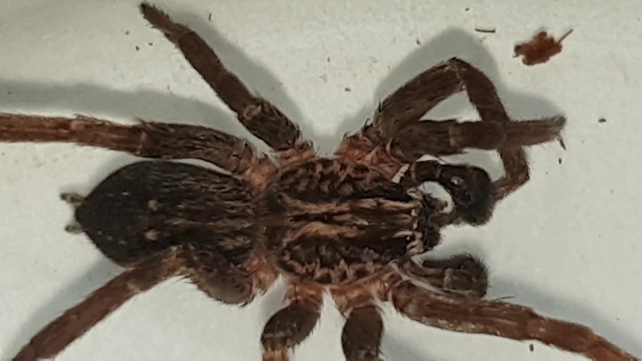 Male Miturgidae spp ( Prowling spider ) grooming. - YouTube