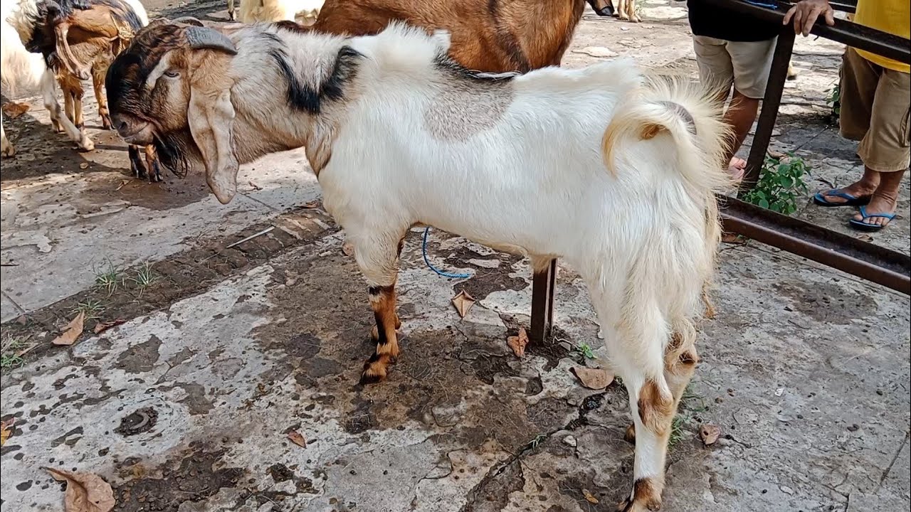 Gak Ada Sapi 🐮 Kambing 🐏 Pun Jadi Riview Pasar Hewan Gringging Kediri ...