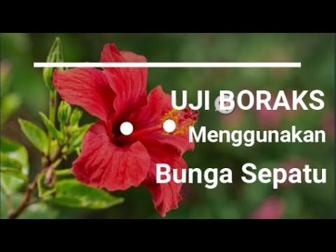 Uji Boraks menggunakan Ekstrak Bunga Sepatu (Praktikum Analisis Senyawa ...