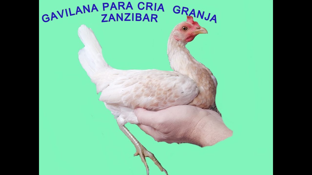 Gallina Fina Para Madre - YouTube