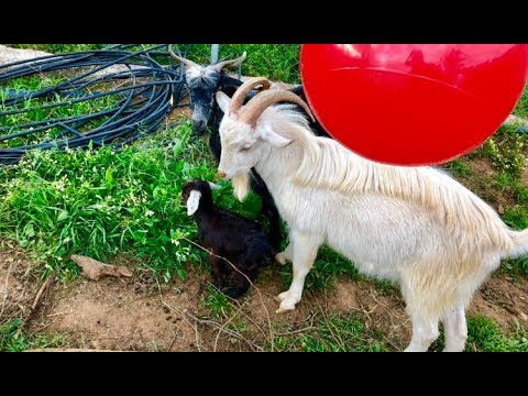 Reyhan ile Çakıl’ ı Gören Sütlaç Ne Yaptı Dersiniz?