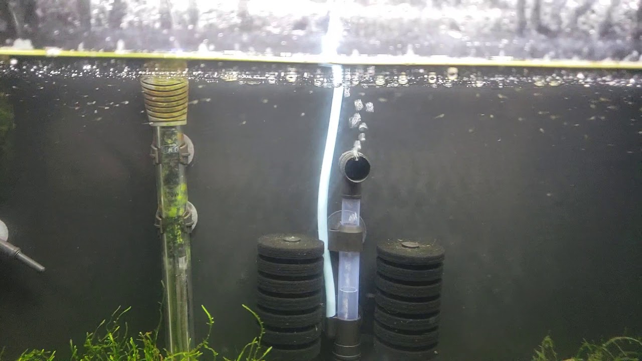 Praecox Rainbowfish fry, 6-9 days old - YouTube