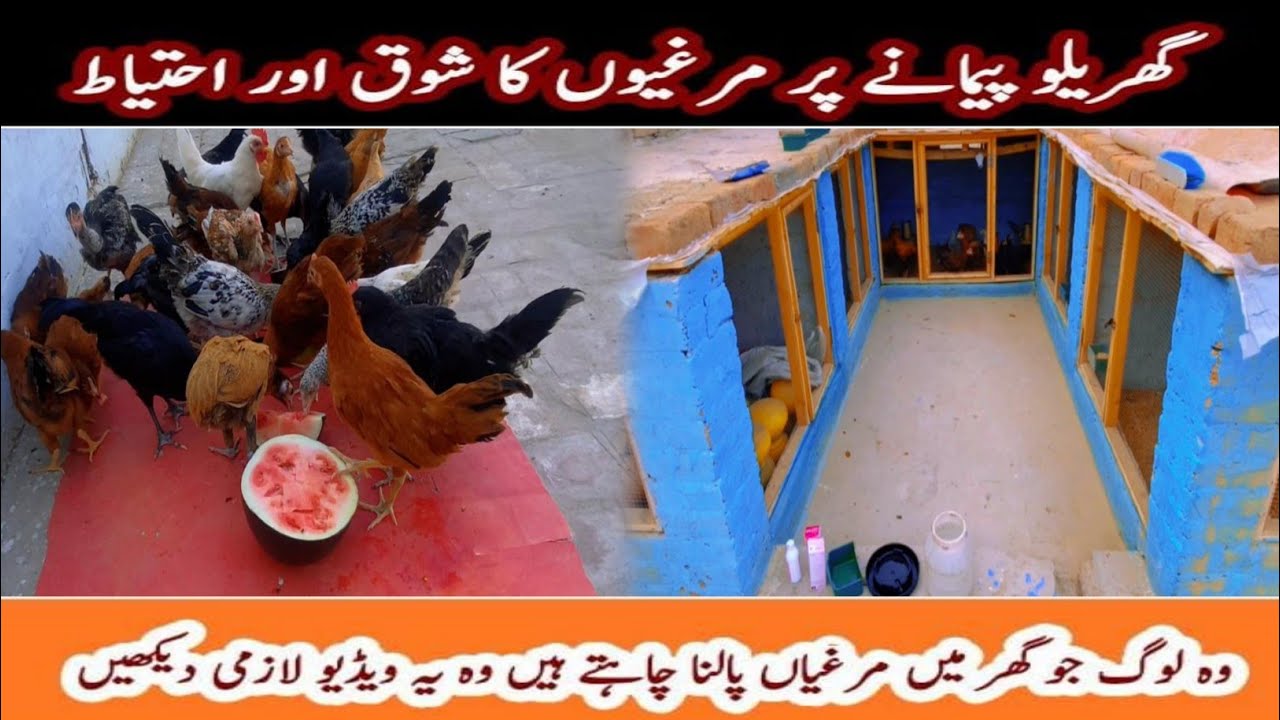 Hen Farming in Home | Raising chickens at rooftop |Ghar ki chat per ...