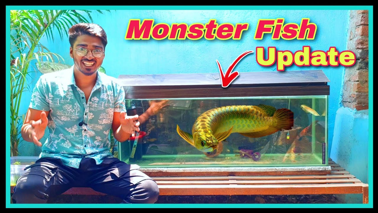😍 New Monster Fish Coming 😍 || Monster Fish Tank Update Tour - YouTube