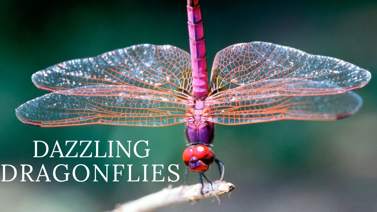 Dazzling Dragonflies - YouTube