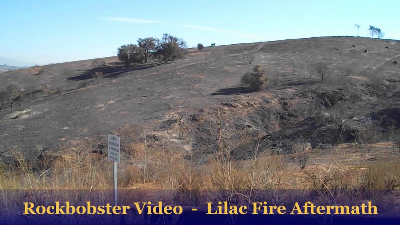 Lilac Fire Aftermath - Bonsall Preserve - YouTube