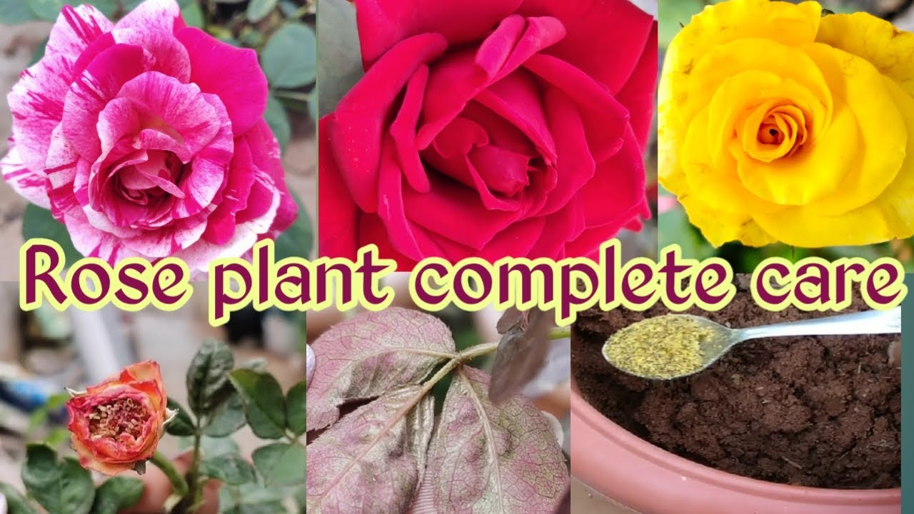 గులాబీ మొక్కను ఆరోగ్యంగా ఎలా పెంచాలి||Rose plant complete care - YouTube