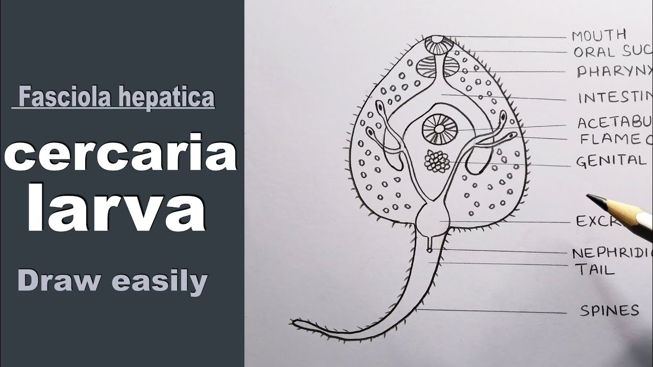 how to draw cercaria larva |cercaria larva diagram | Fasciola hepatica ...