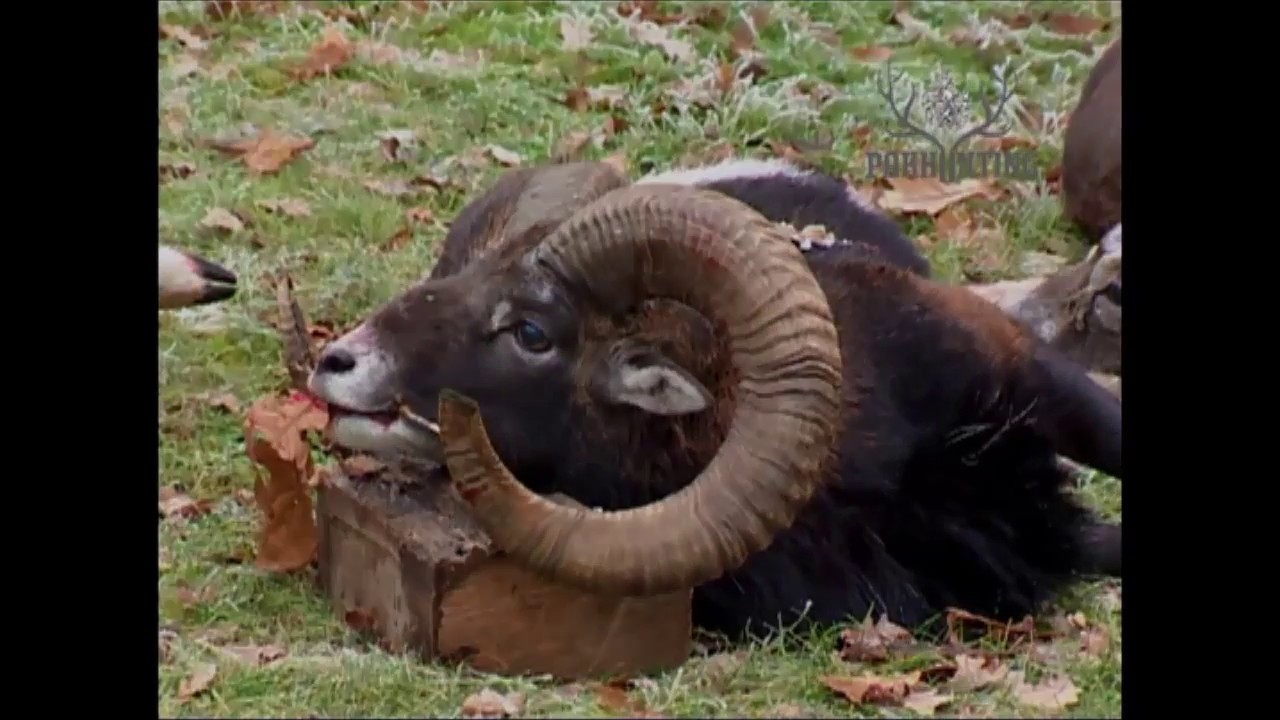 Hunting in Hungary / Jakt i Ungern med PakHunting - YouTube