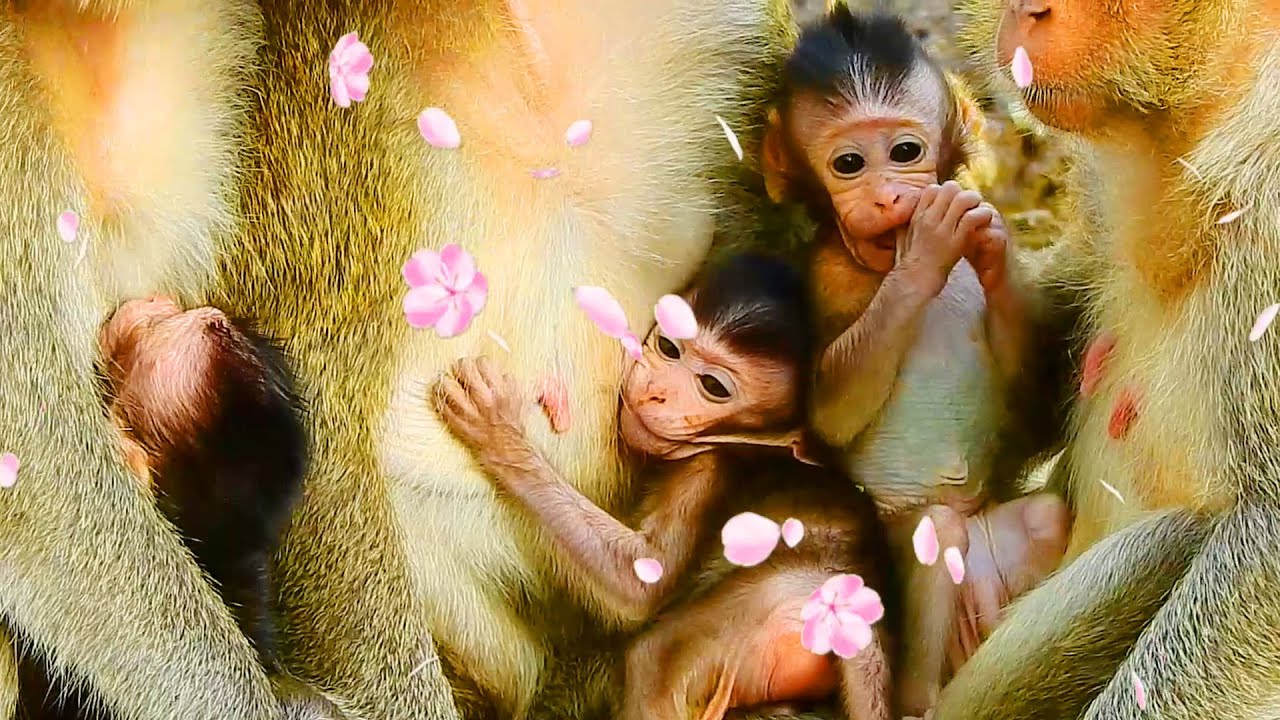 CONGRATS ON AMERY TEAM MONKEY GOT 3 BABIES OF MARIA, JILL AND DEEDEE ...
