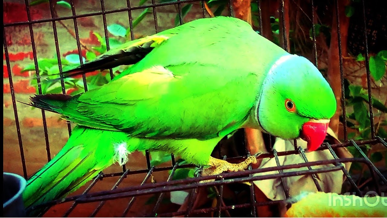 Beautiful Green ringneck Parrot Sounds 🦜🦜🥰| natural calling parrot ...